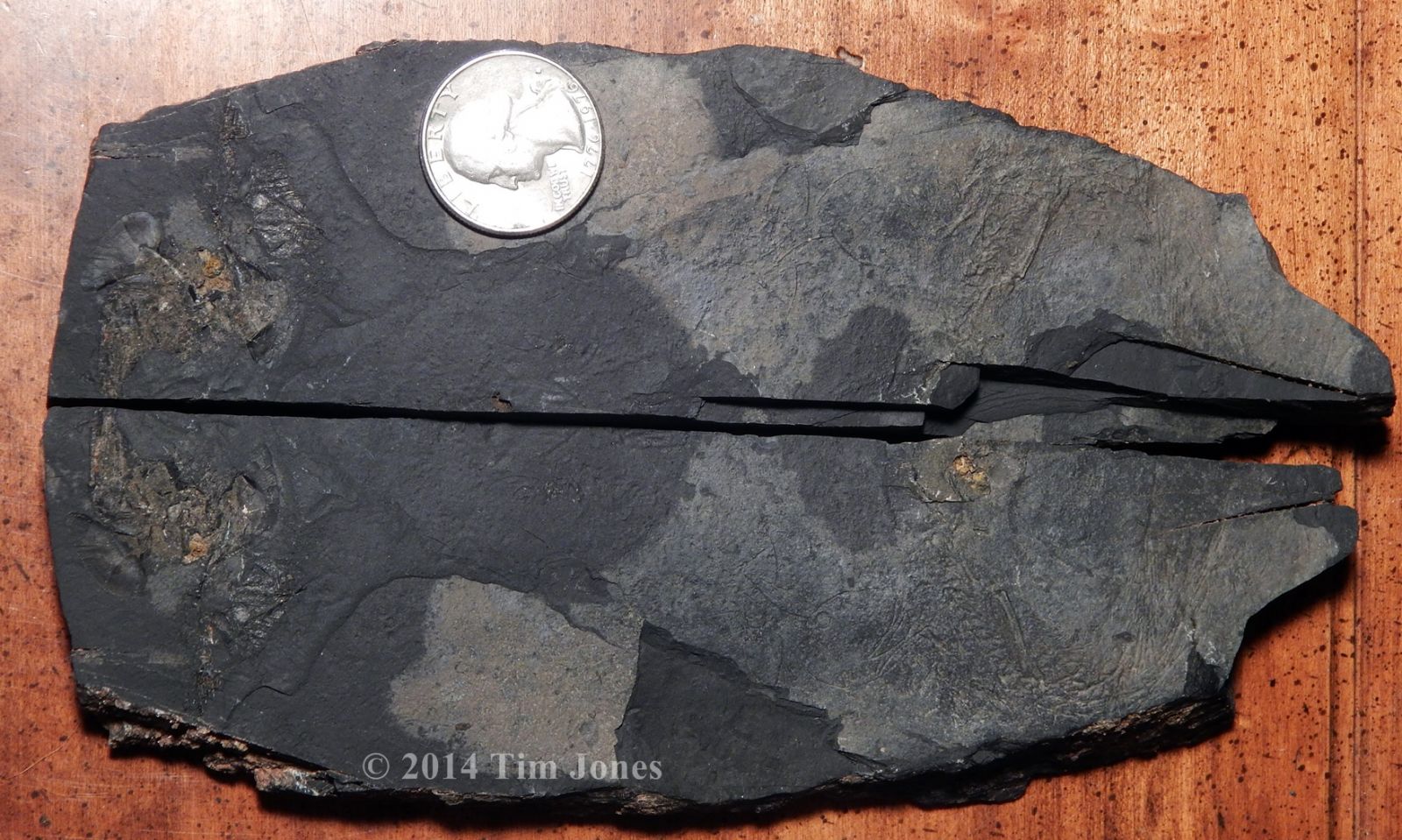 Interesting Triassic fish fossil - Member Collections - The Fossil Forum