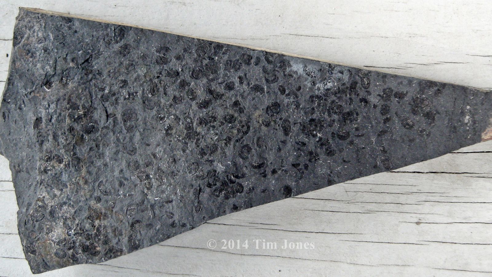 Mortality plate - Member Collections - The Fossil Forum