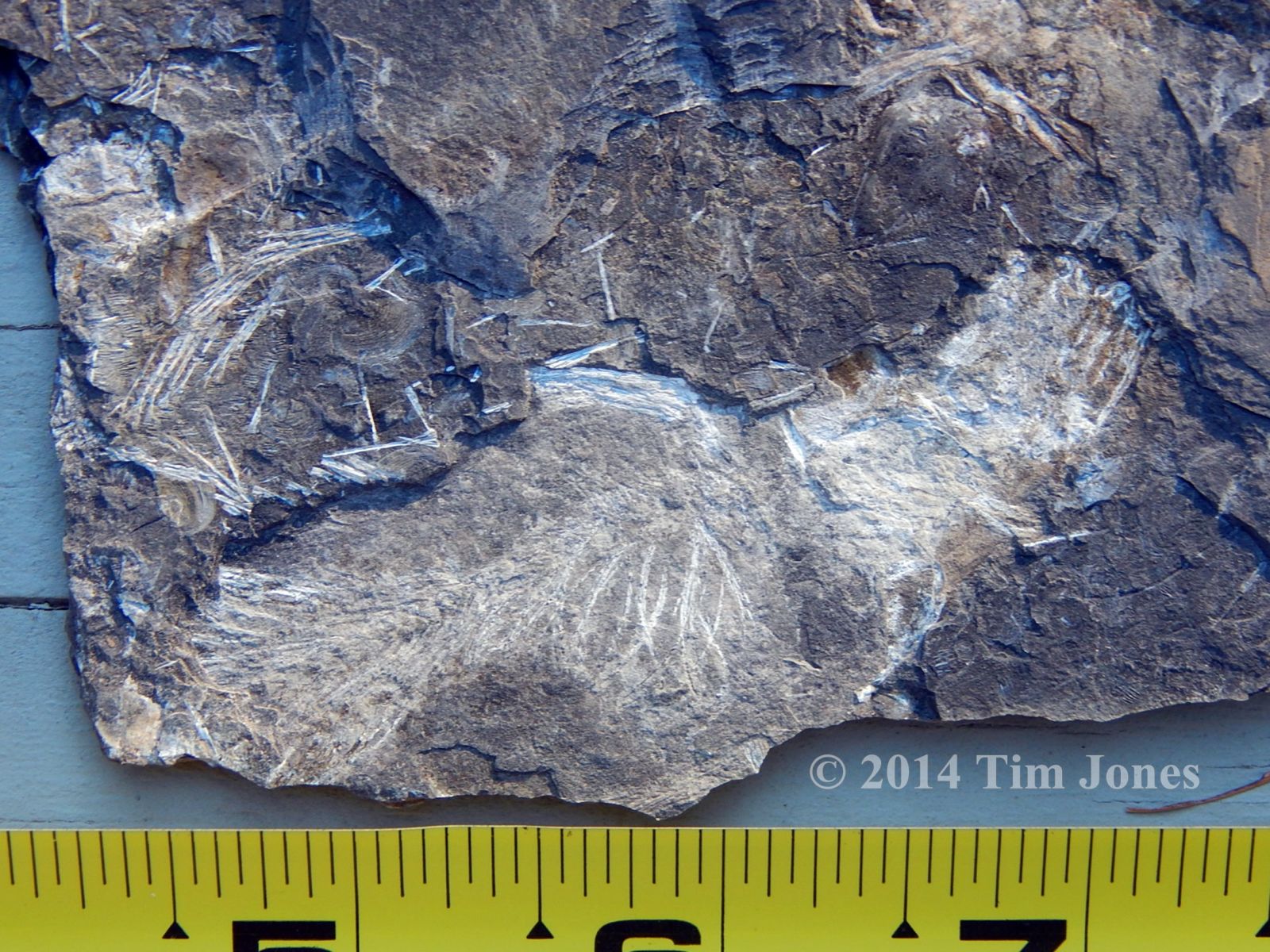 Triassic fish skeleton - Member Collections - The Fossil Forum