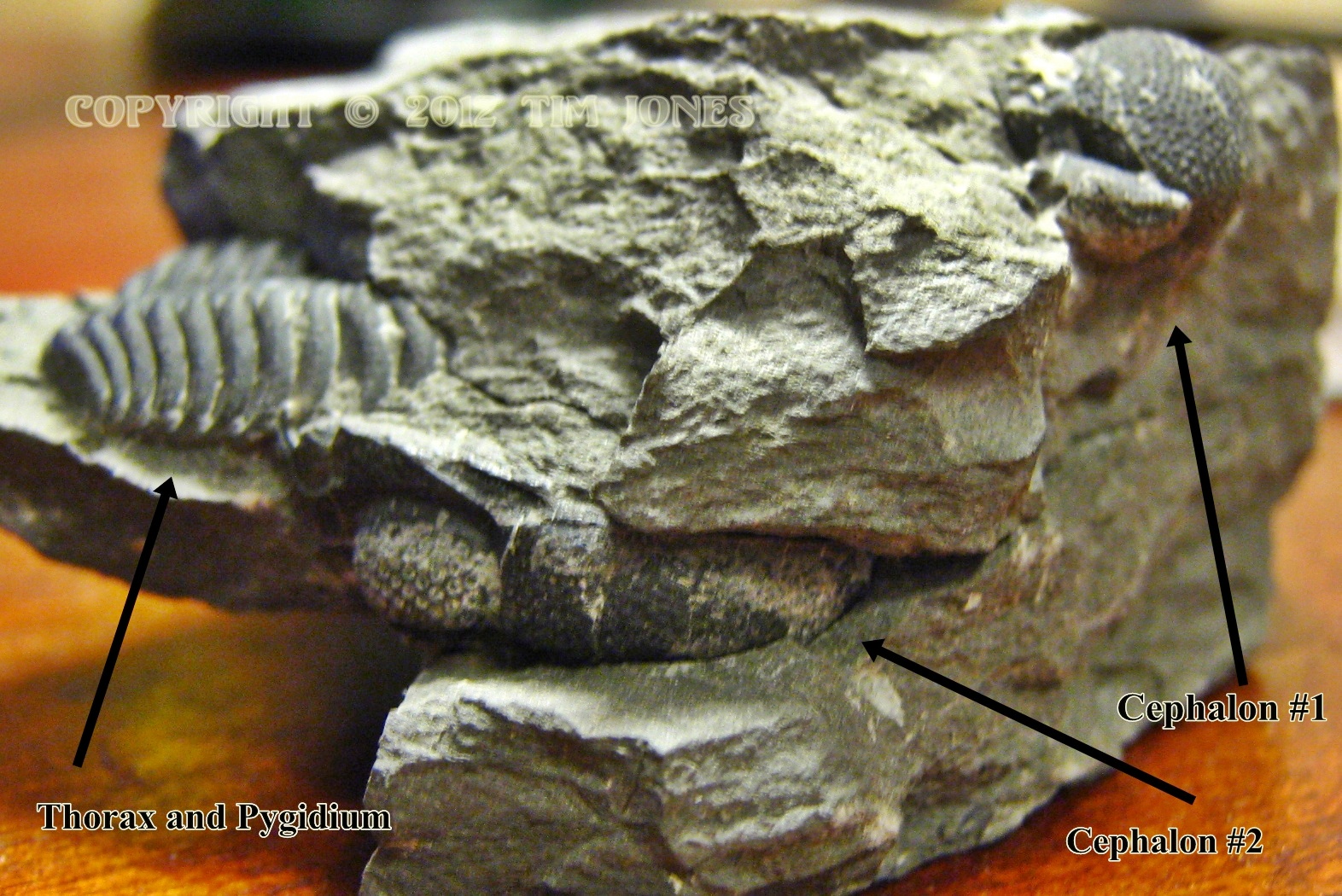 Trilobite 3-layer cake! - Member Collections - The Fossil Forum