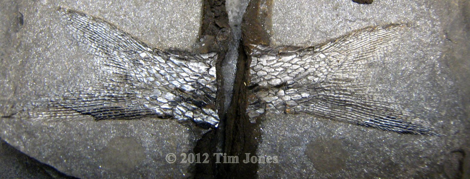 New Fish Tail - Member Collections - The Fossil Forum