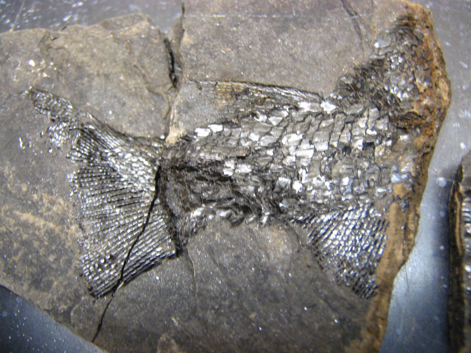 Redfieldiid fish Tail section - Member Collections - The Fossil Forum
