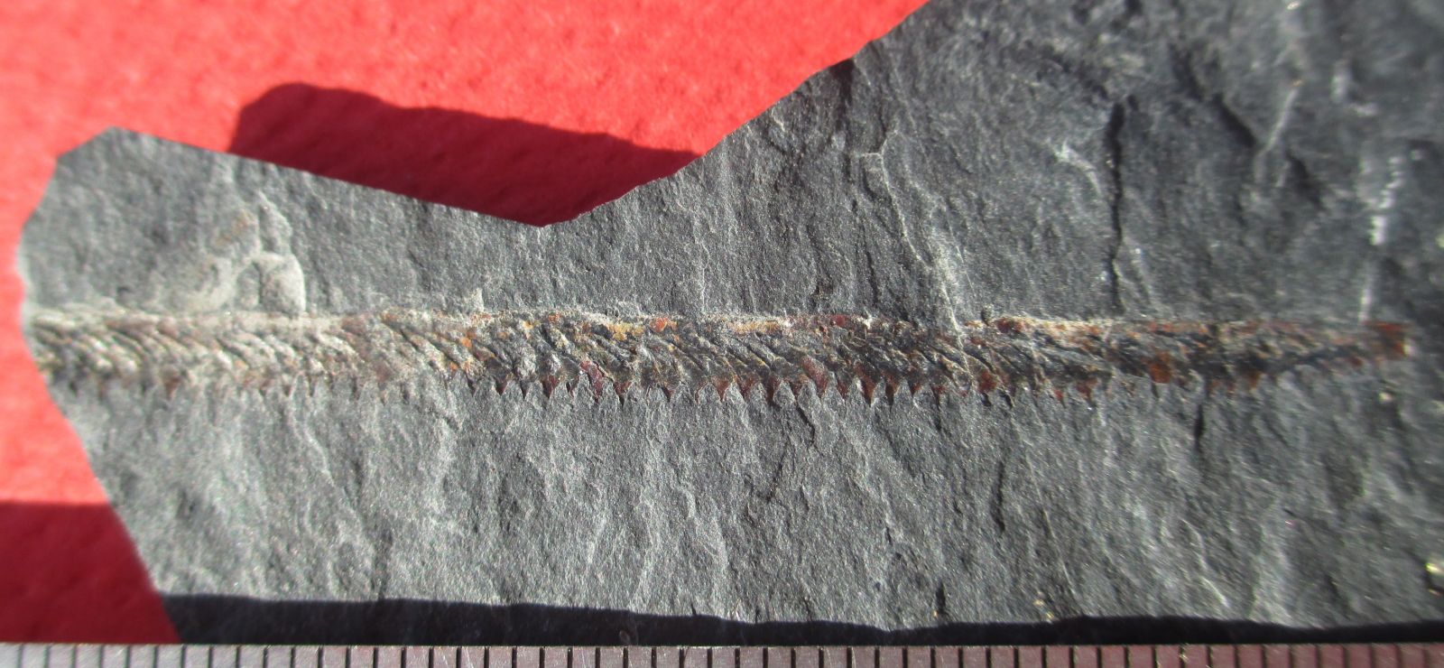 Didymograptus extensus Arenigian (Lower Ordovician) Galgeberg Member of ...