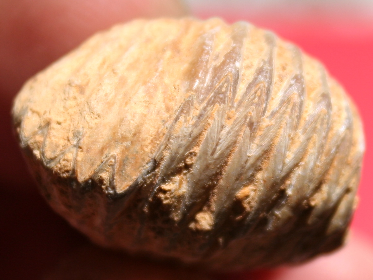 Torquirhynchia inconstans callovian Calvados - Member Collections - The ...