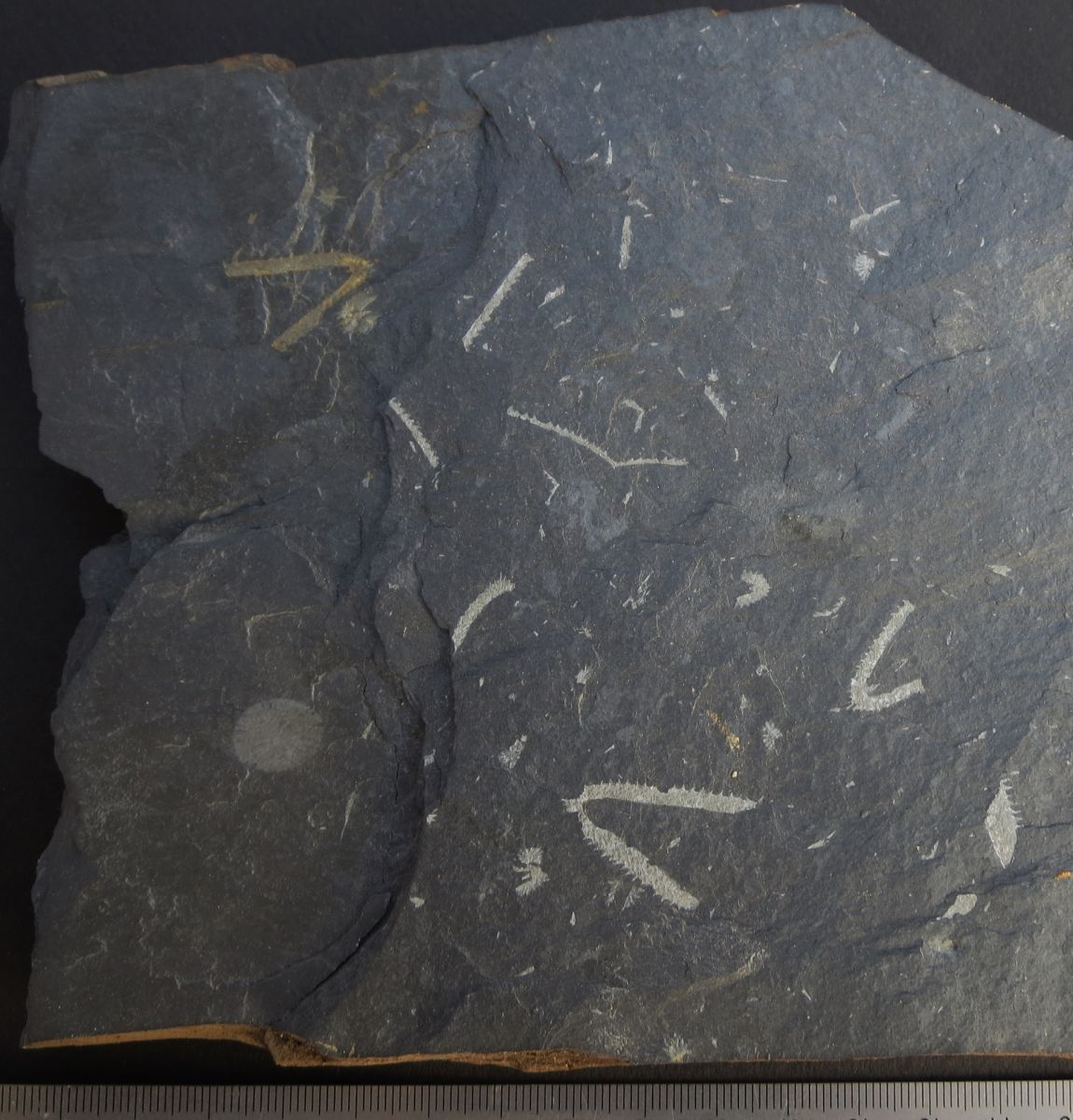 ...Isograptus maximo-divergens (large 'V') - Didymograptus balticus ...