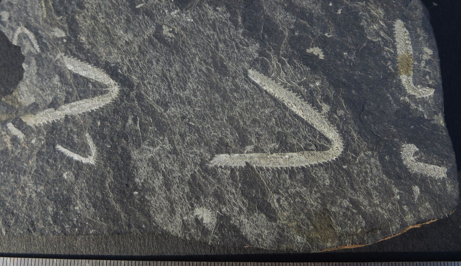 Isograptus caduceus var. victoriae. Early Ordovician Castlemaine Series ...