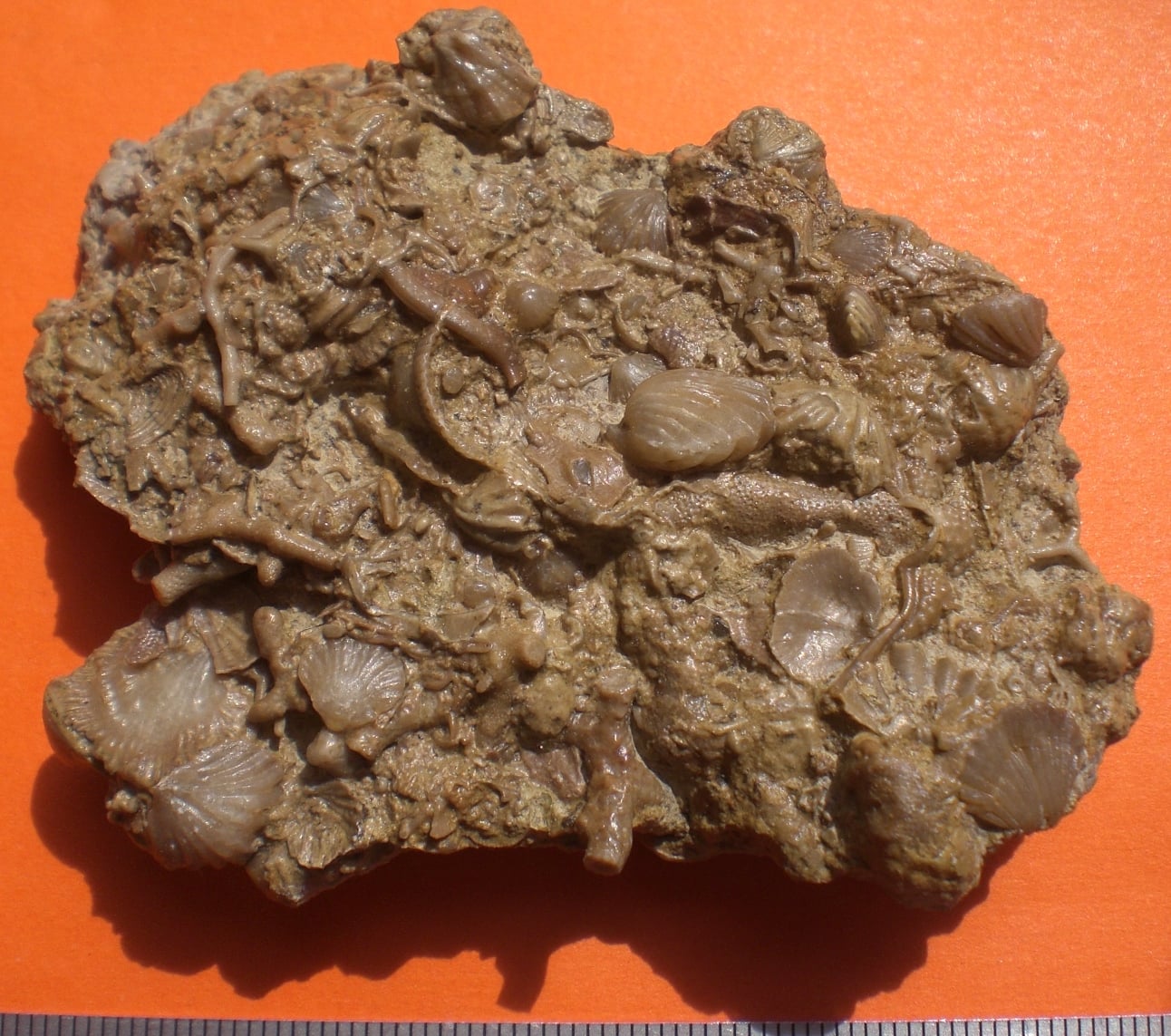 Mortality plate Silurian Gotland Sweden - Member Collections - The ...
