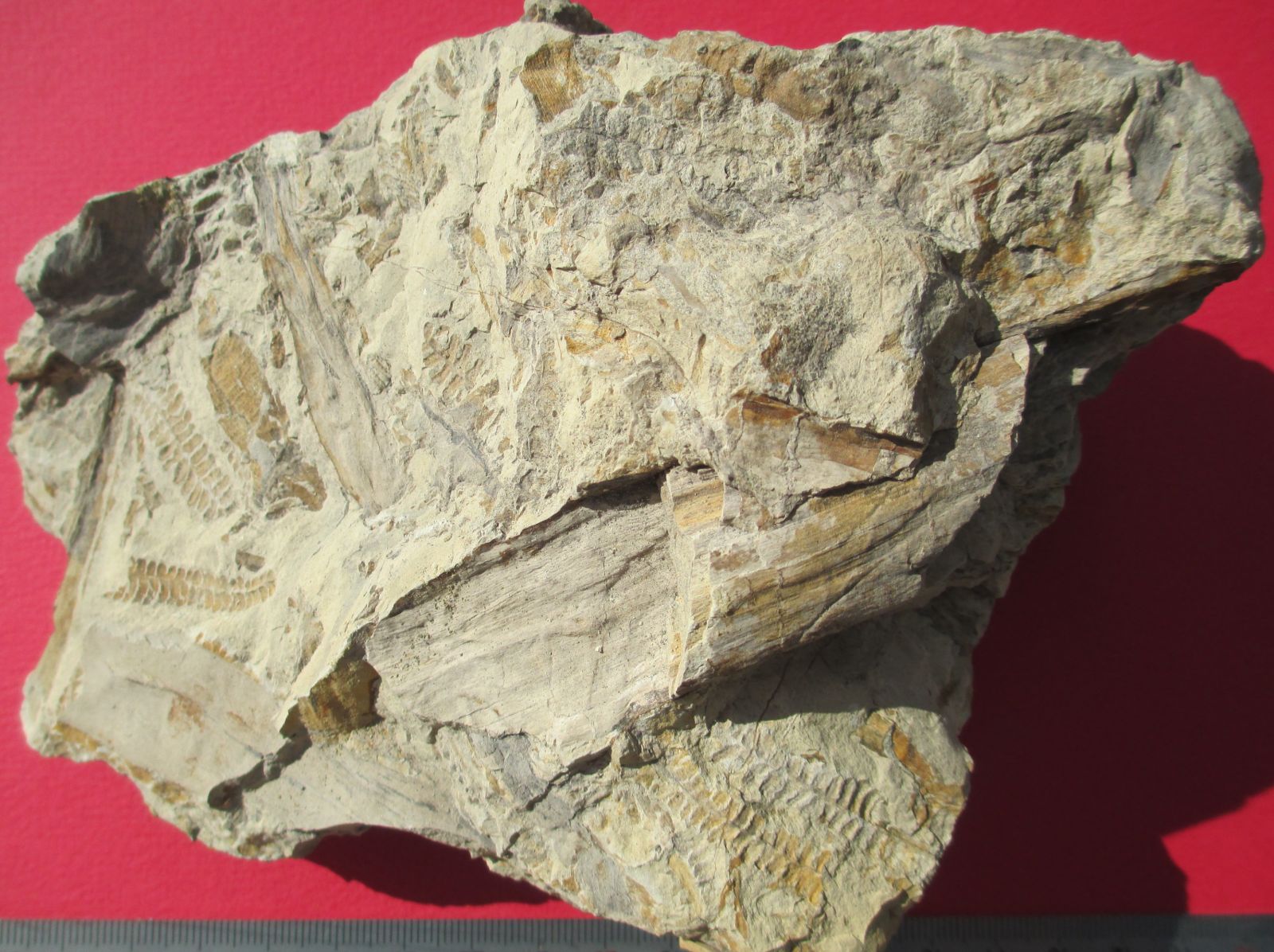 Calamites sp and Pecopteris sp Upper Carboniferous( Stéfanien ...