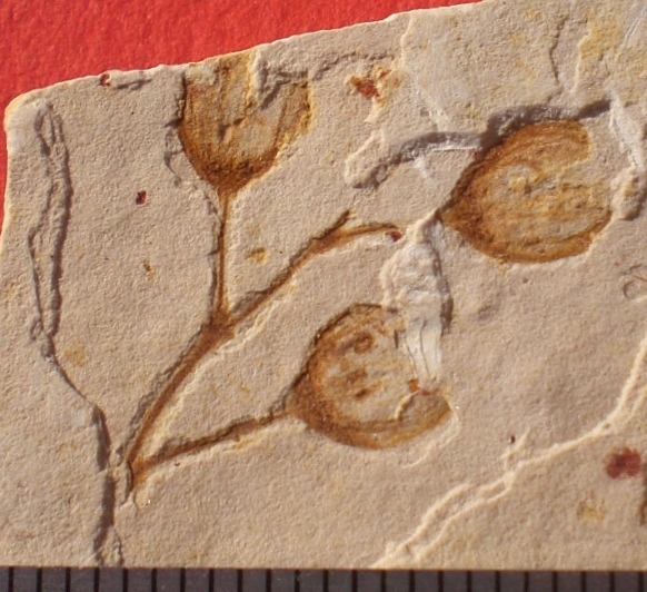 Hyrcantha sp Cenomanian Ramlia Taouz, South East Morocco - Plants - The ...