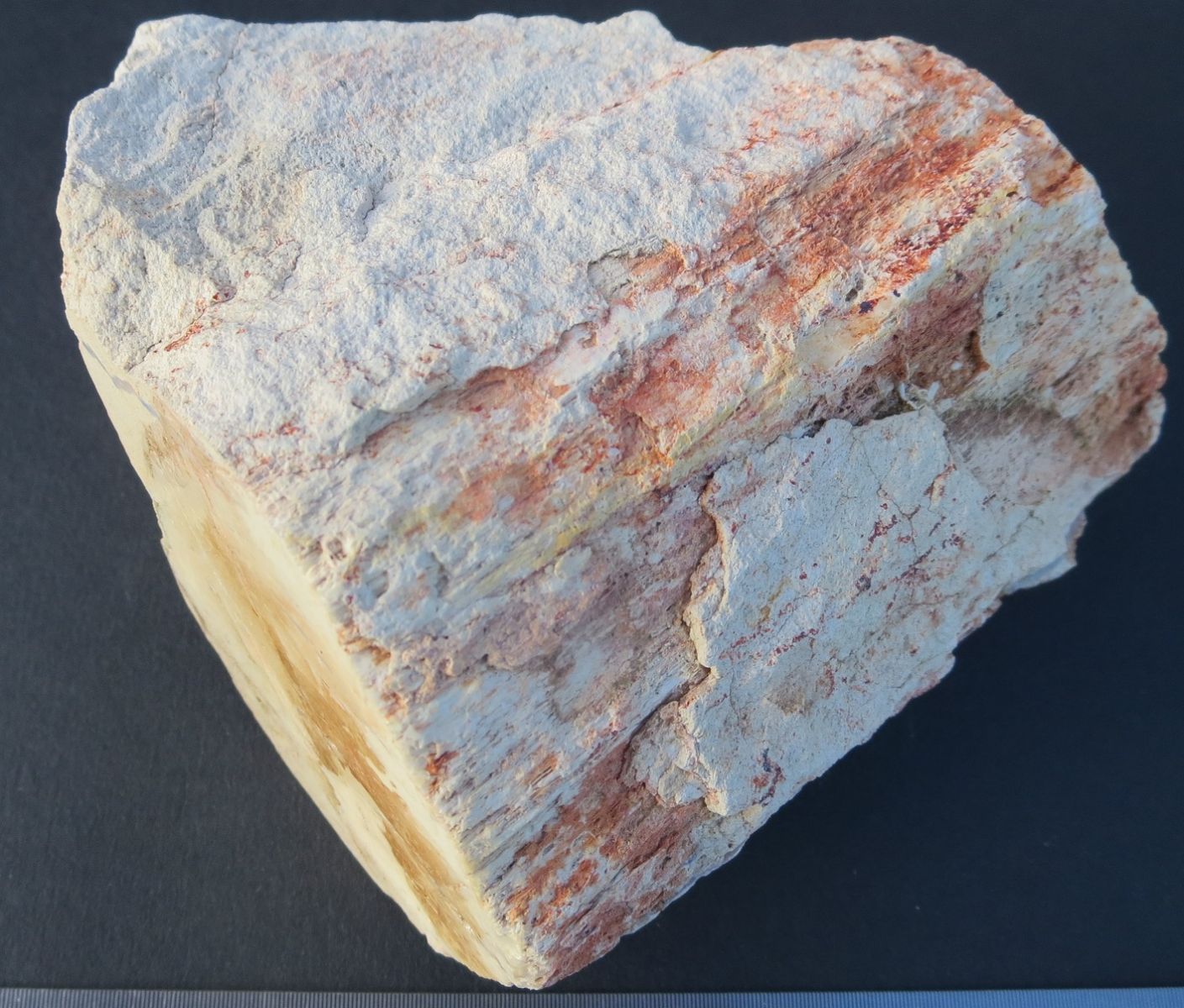 Agathis sp. limb wood in opal bearing matrix. early Cretaceous (Aptian ...