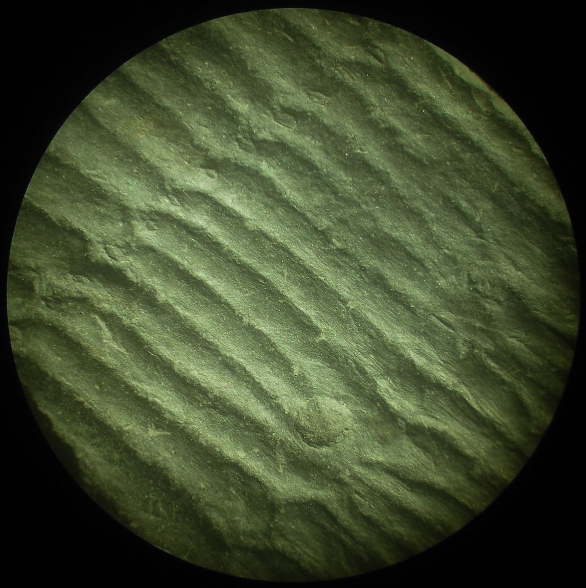 Calamites pith cast node details - Member Collections - The Fossil Forum