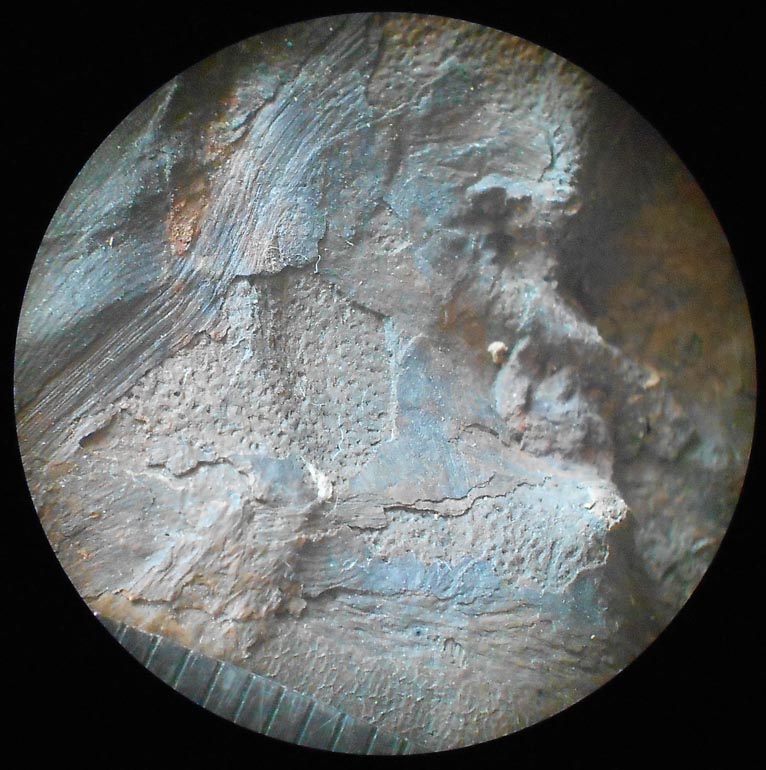 Bothrodendron branch scar - Member Collections - The Fossil Forum