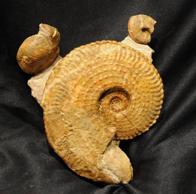 Sirenotrachyceras hadwigae MOJS. - Member Collections - The Fossil Forum