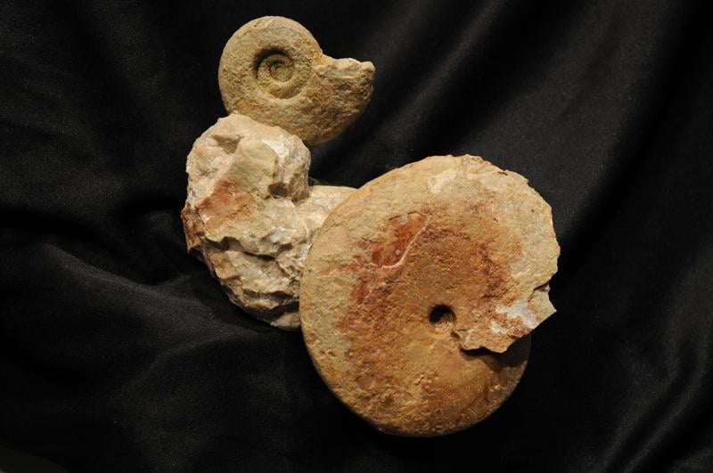 Gymnites arthaberi MOJS. Monophyllites wengensis KLIPST. Triassic ...