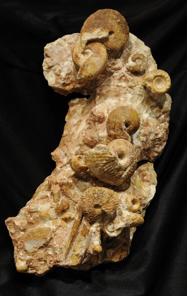 alpine triassic Ammonoids - The Fossil Forum