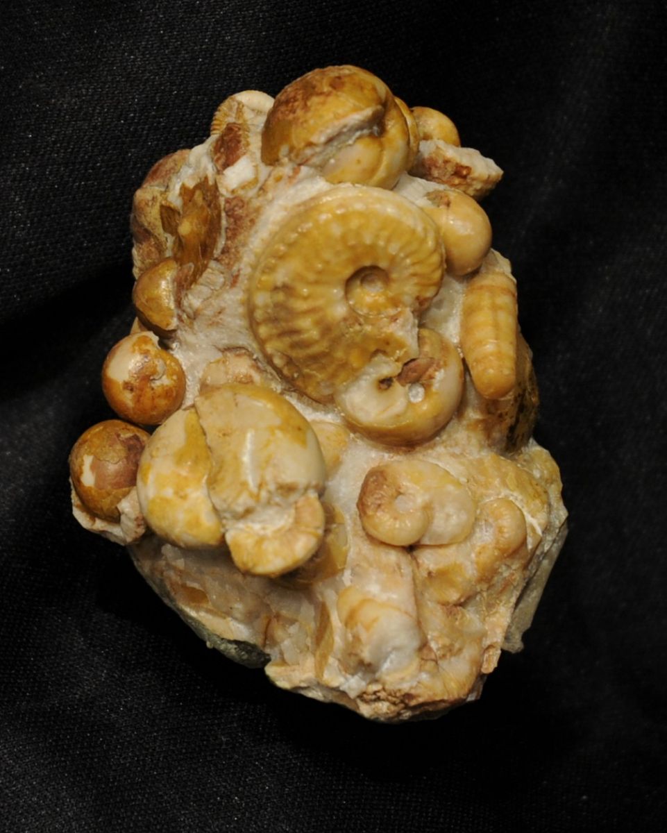 Sirenites ind. aff. S.senticosi MOJS. - Member Collections - The Fossil ...