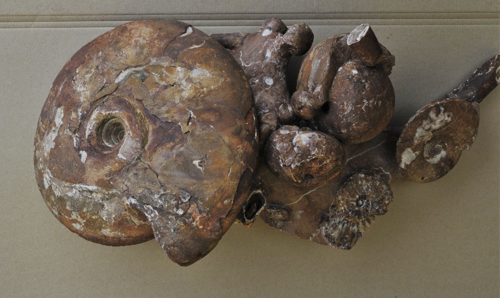 Ptychites Sp. 30cm, Arcestes Cf. omboni - Member Collections - The ...