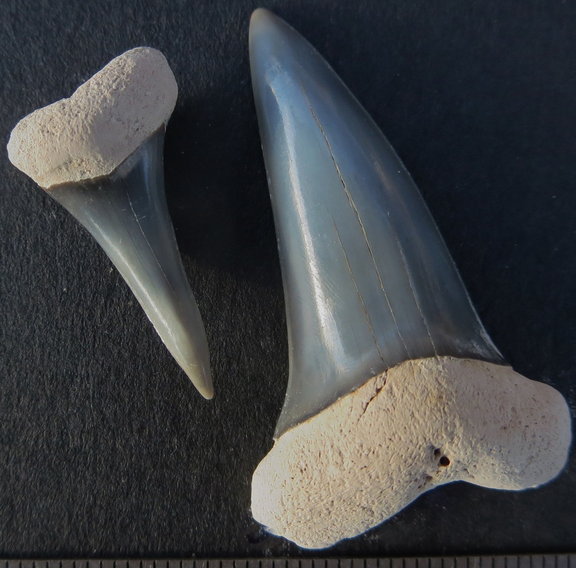 Isurus desoris. Miocene. Batesford Limestone.Batesford Quarry limestone ...