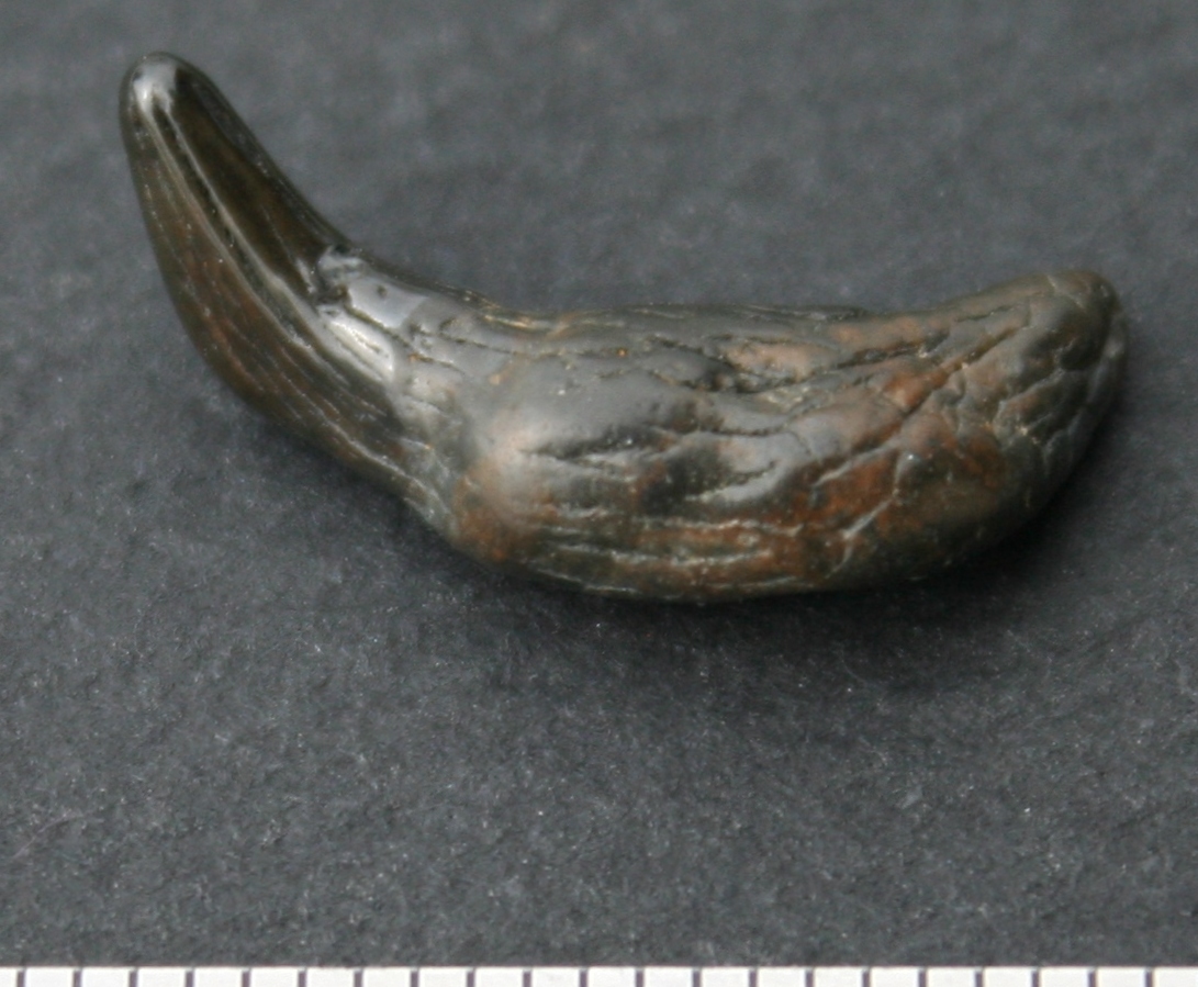 Pomatodelphis stenorhynchus teeth, Helvétien (Miocène), Savigné-sur ...