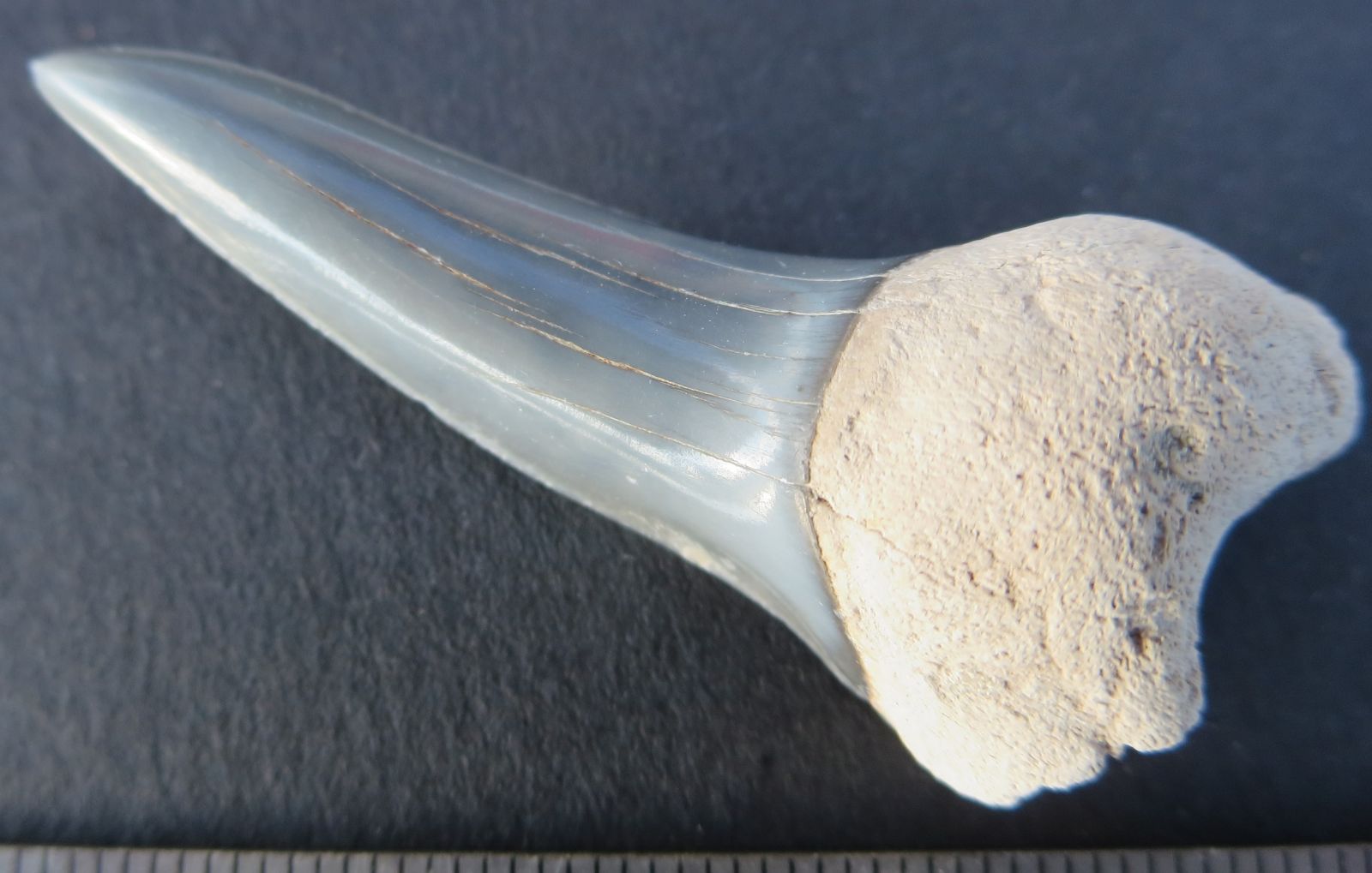 Isurus benedeni Miocene. Batesford Limestone.Batesford Quarry Australia ...