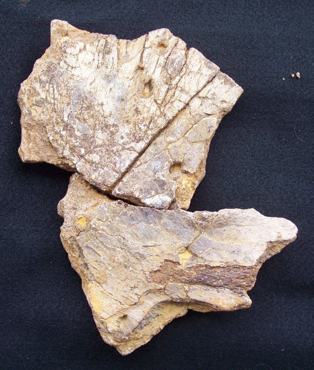 Flip side of Mosasaur bite - Member Collections - The Fossil Forum