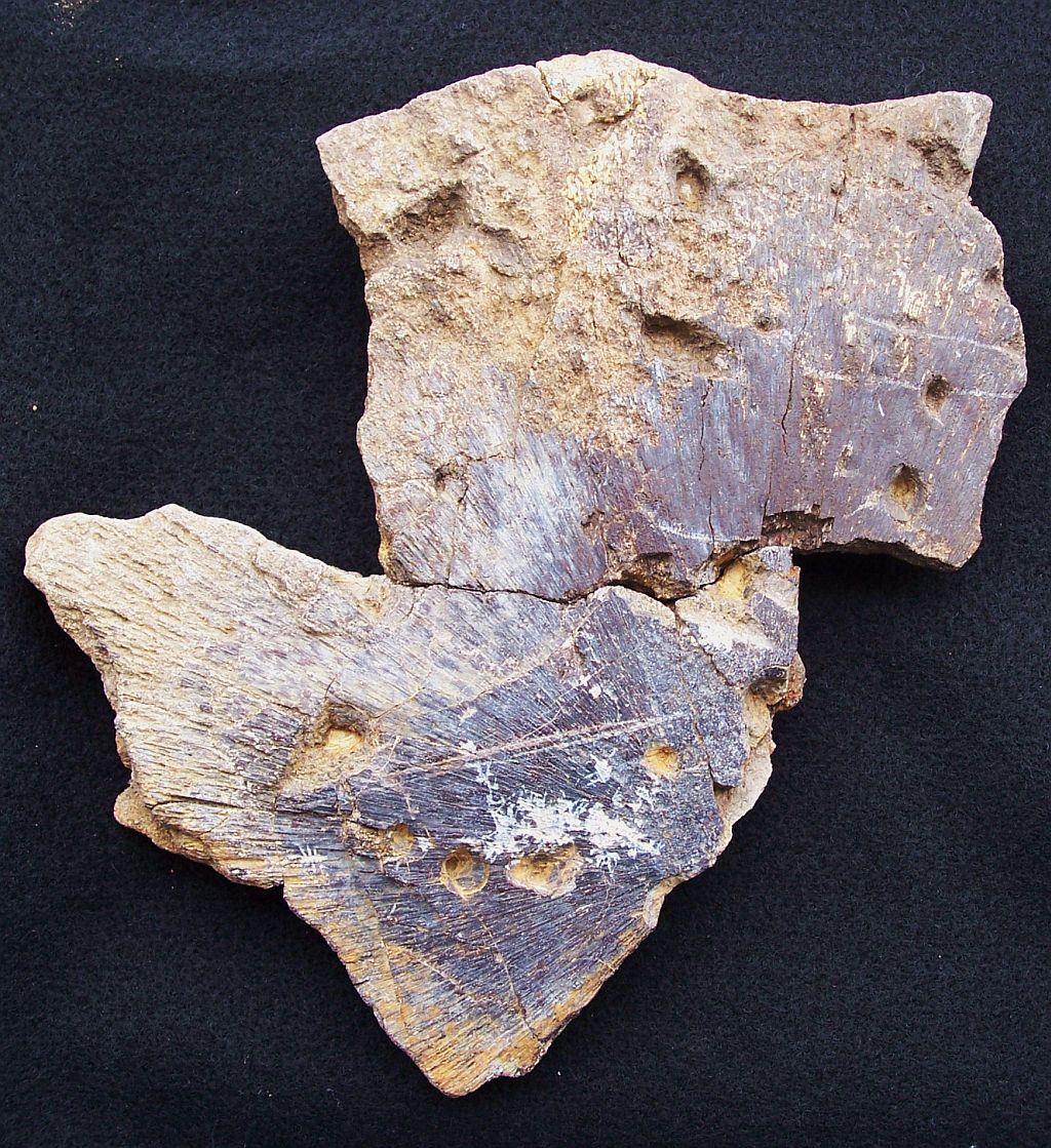Mosasaur bites - Member Collections - The Fossil Forum