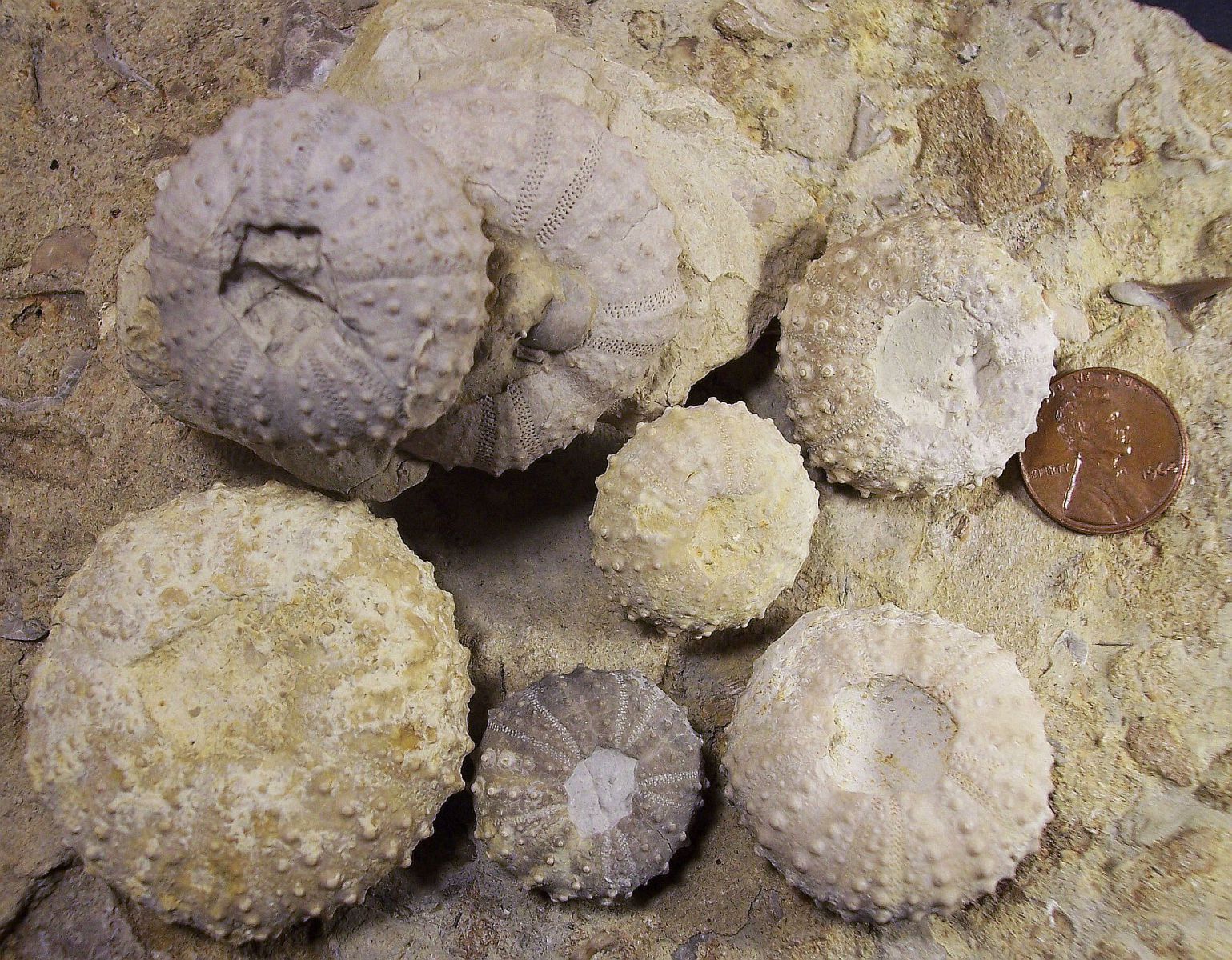 Cretaceous Phymosoma texanum Walnut Form. Belton Lake Texas - Member ...