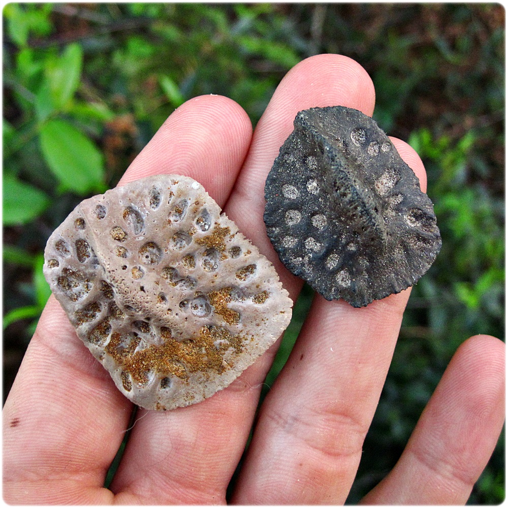 Alligator Fossils - Pleistocene of Florida - The Fossil Forum