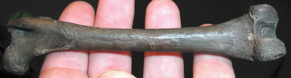 Unknown Femur - Fossil ID - The Fossil Forum