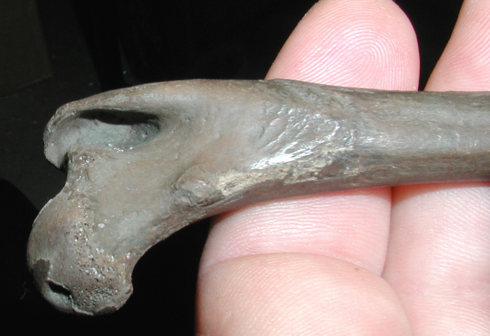 Unknown Femur - Fossil ID - The Fossil Forum