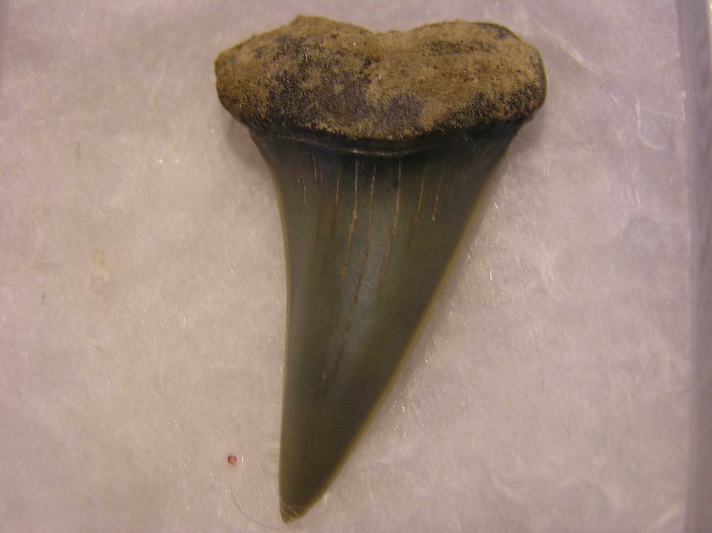 Shark Teeth Indentification - Fossil ID - The Fossil Forum
