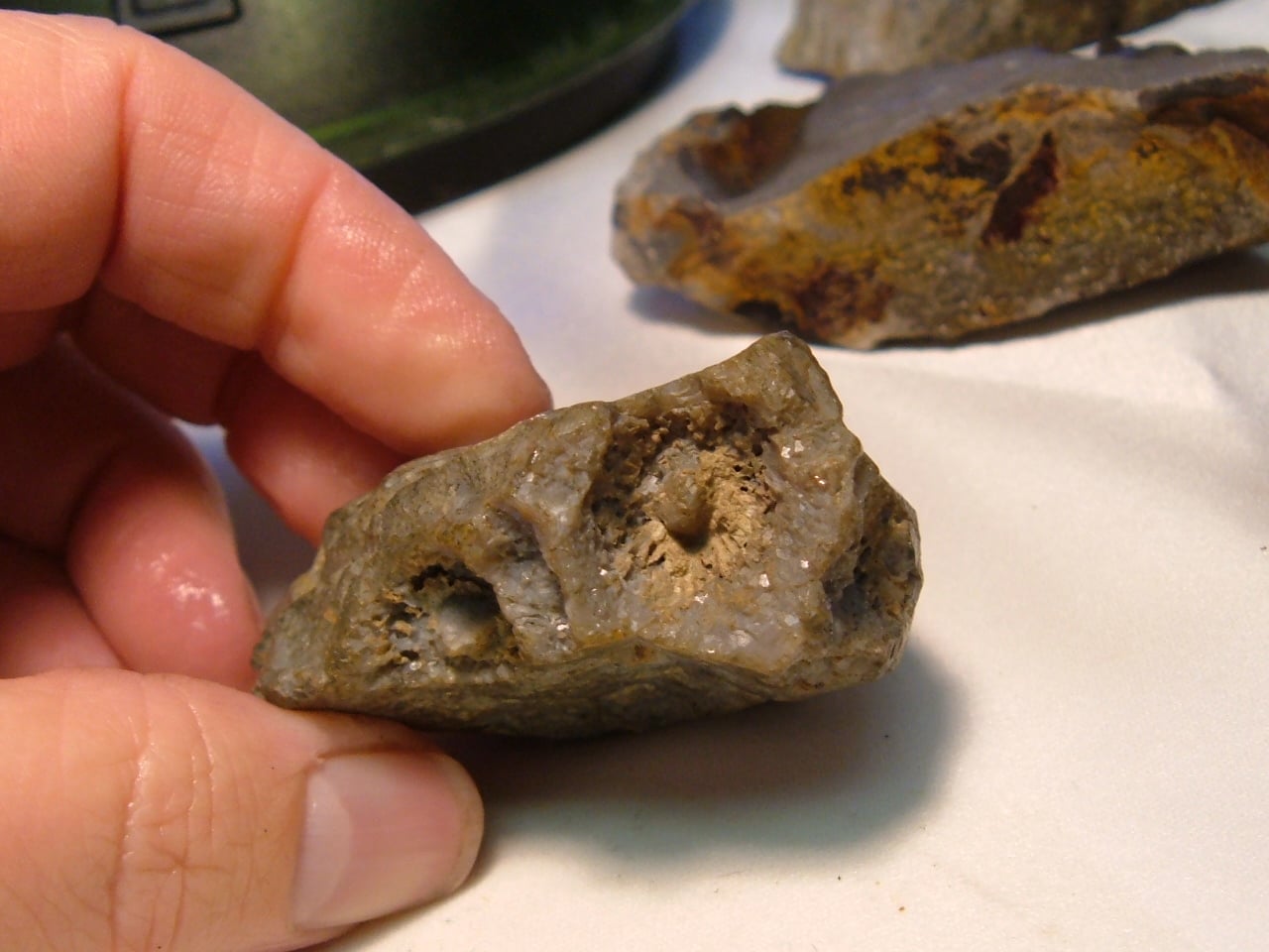 Bluestone Coral From Wv - Fossil ID - The Fossil Forum