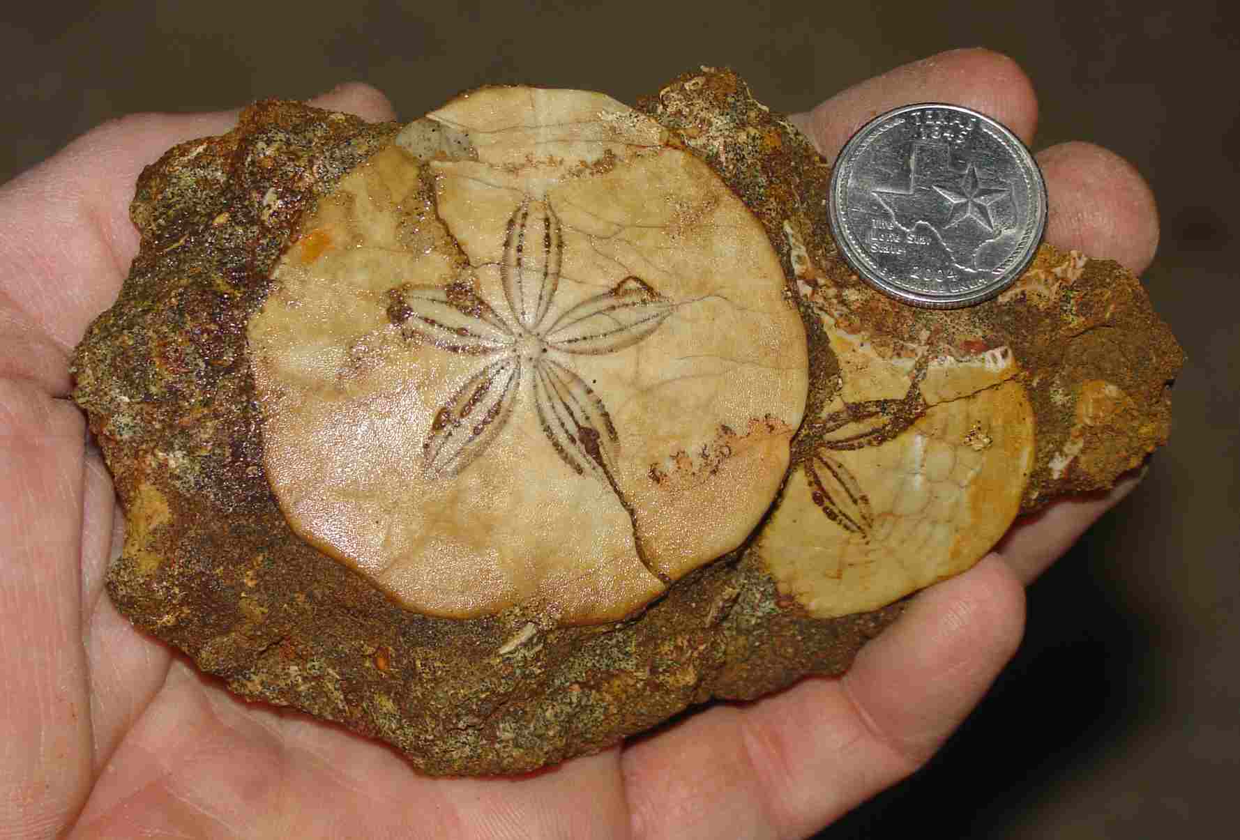 Recent Texas Finds - Fossil Hunting Trips - The Fossil Forum