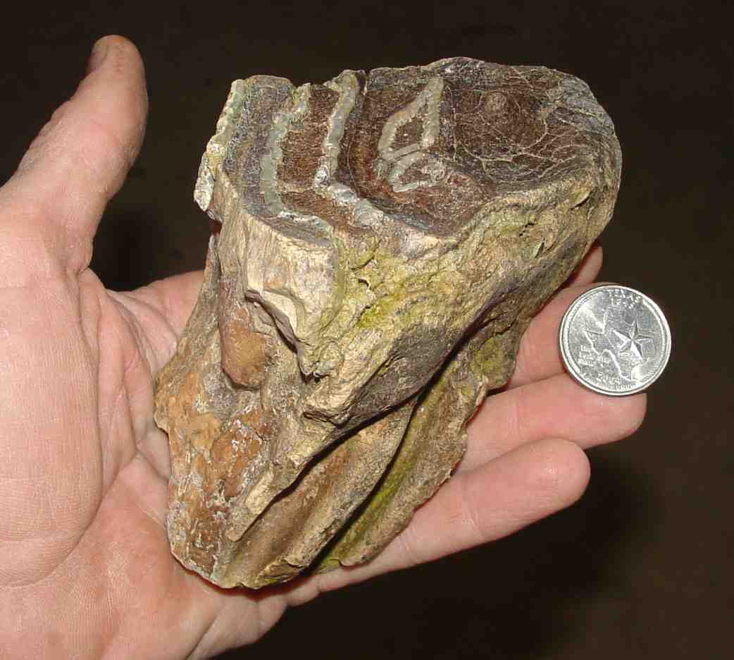 Recent Texas Finds - Fossil Hunting Trips - The Fossil Forum