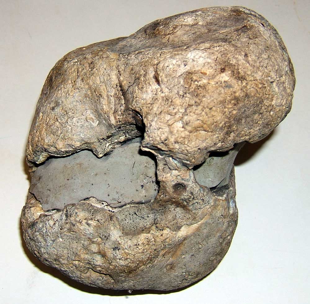 Fossilized Head? - Fossil ID - The Fossil Forum