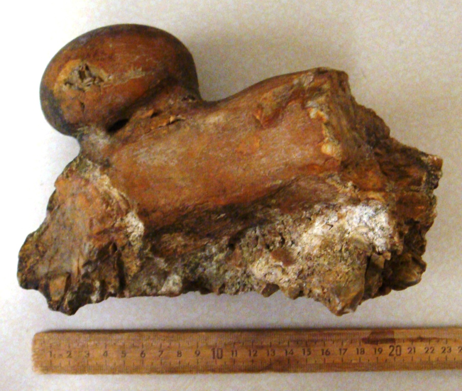 Femur Head - Fossil ID - The Fossil Forum