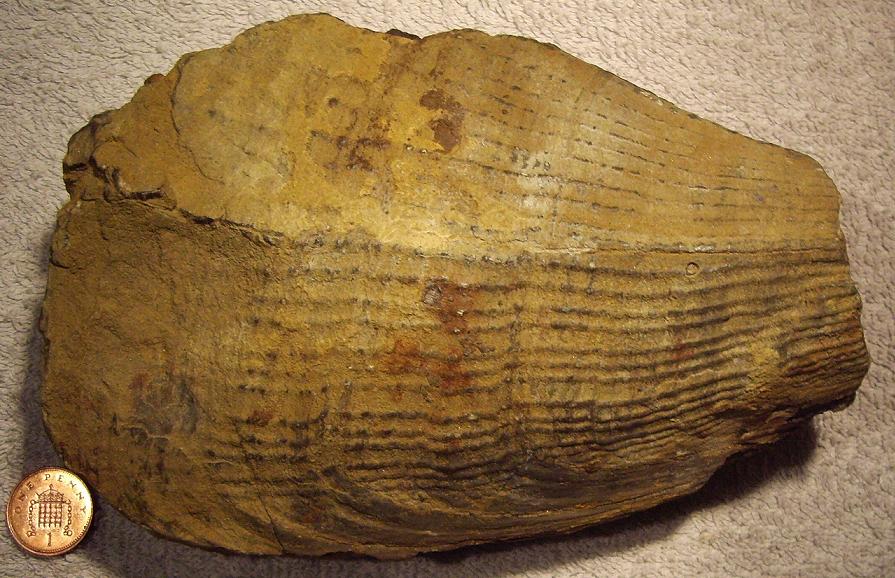 Unknown Jurassic Bivalve... Id Please? - Fossil ID - The Fossil Forum