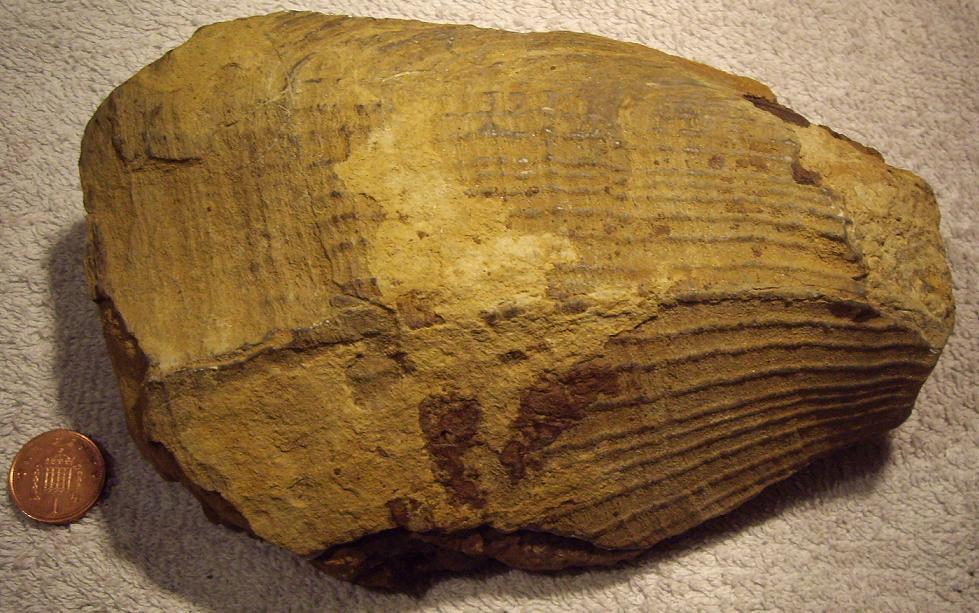Unknown Jurassic Bivalve... Id Please? - Fossil ID - The Fossil Forum