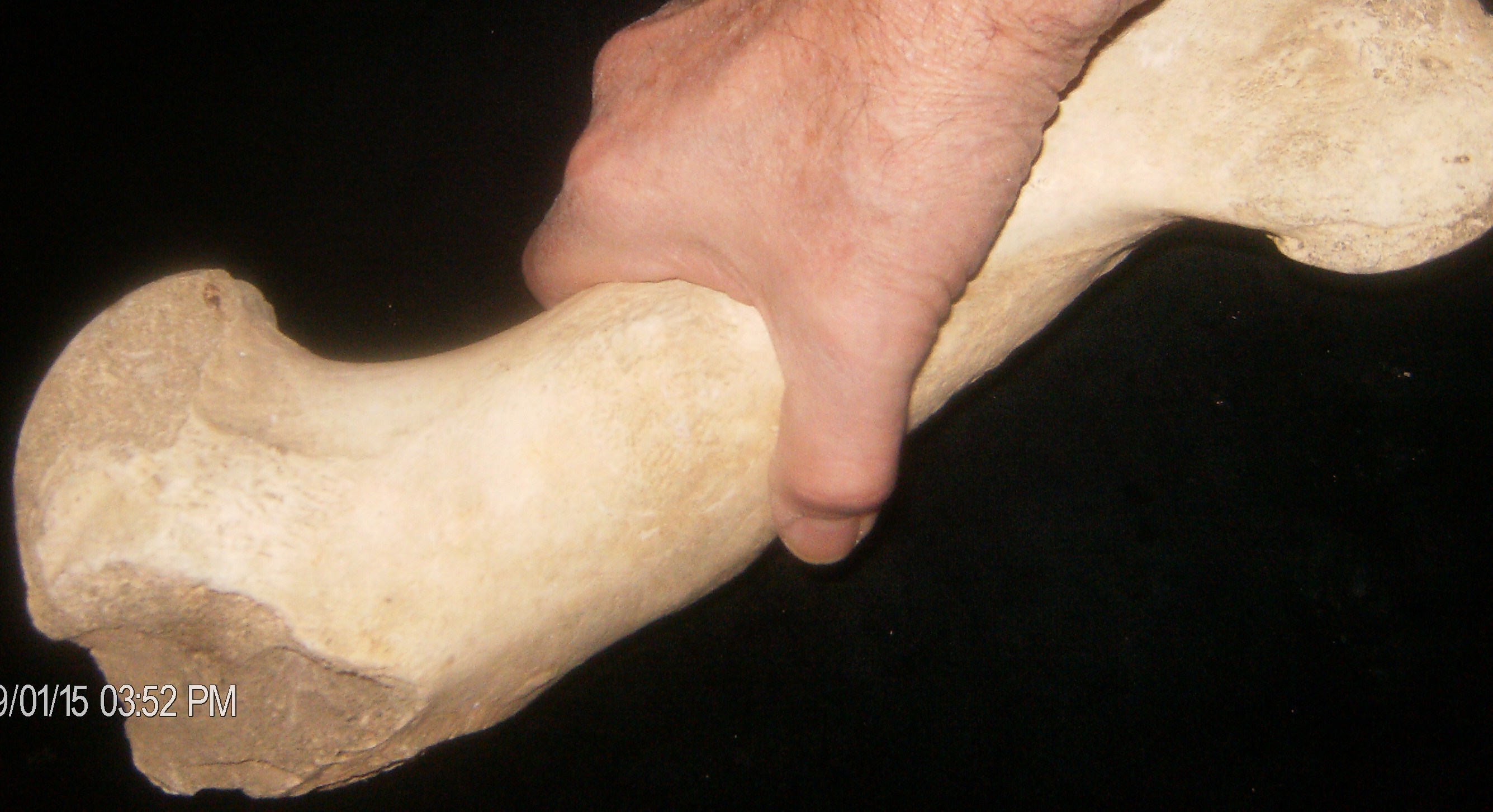 Bone - Fossil ID - The Fossil Forum