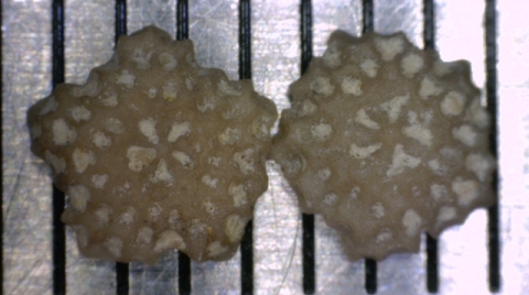 Floating Crinoids, Glen Rose Fm, Texas - Fossil ID - The Fossil Forum