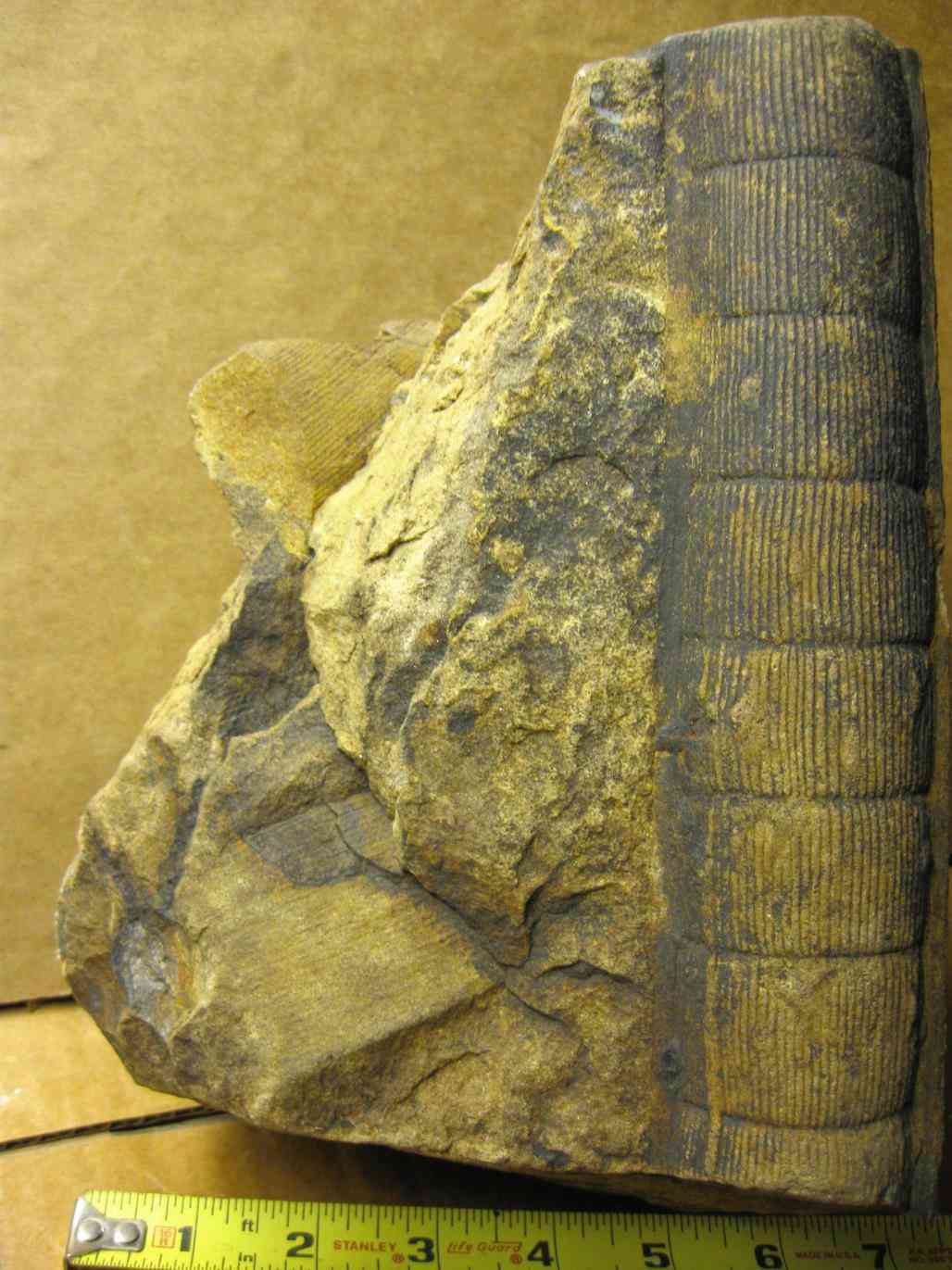 Calamites? - Fossil ID - The Fossil Forum