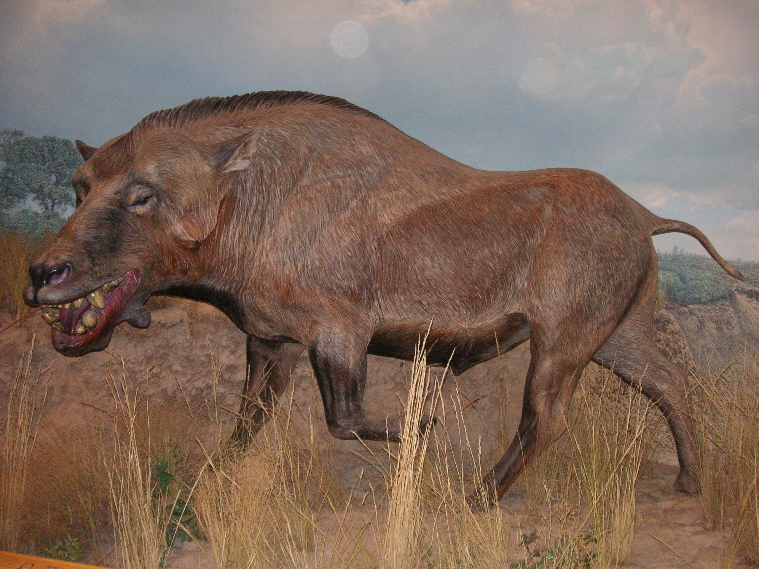 Entelodont - General Fossil Discussion - The Fossil Forum