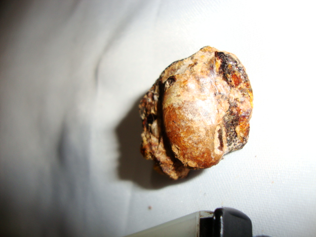 Unknow Fossile In Turkish Amber (Rumanite) - Fossil ID - The Fossil Forum