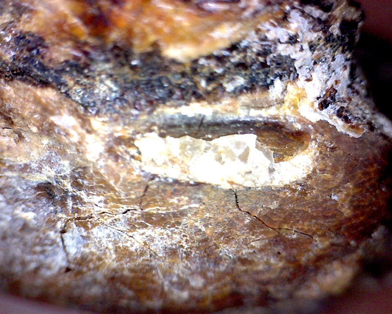 Unknow Fossile In Turkish Amber (Rumanite) - Fossil ID - The Fossil Forum