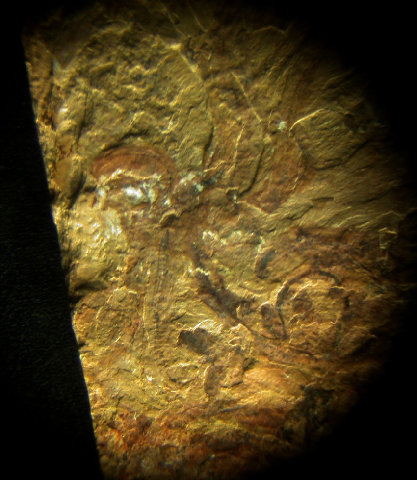 Chengjiang Cambrian Biota Fossils - Member Collections - The Fossil Forum