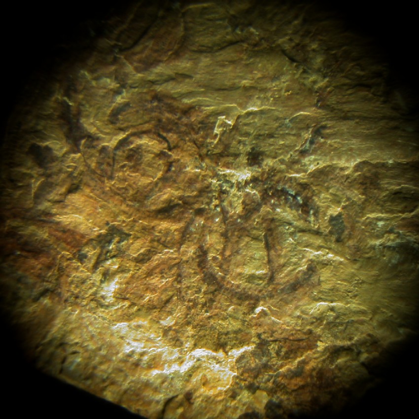 Chengjiang Cambrian Biota Fossils - Member Collections - The Fossil Forum