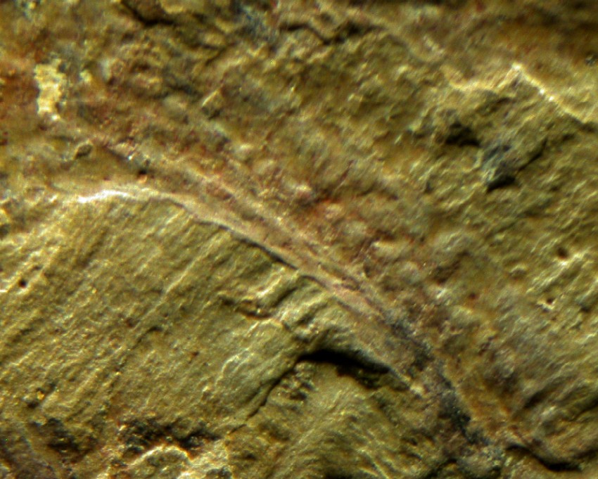 Chengjiang Cambrian Biota Fossils - Member Collections - The Fossil Forum