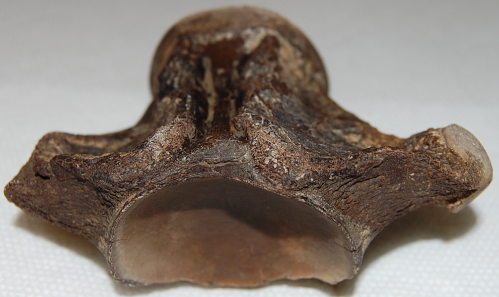 Articulated Fish Vertebrae - Fossil ID - The Fossil Forum