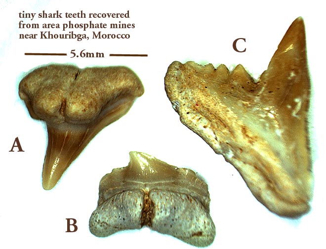 Not Micro-Teeth - Fossil ID - The Fossil Forum