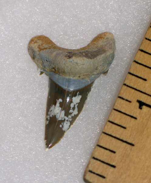 Something Uncommon - Member Collections - The Fossil Forum
